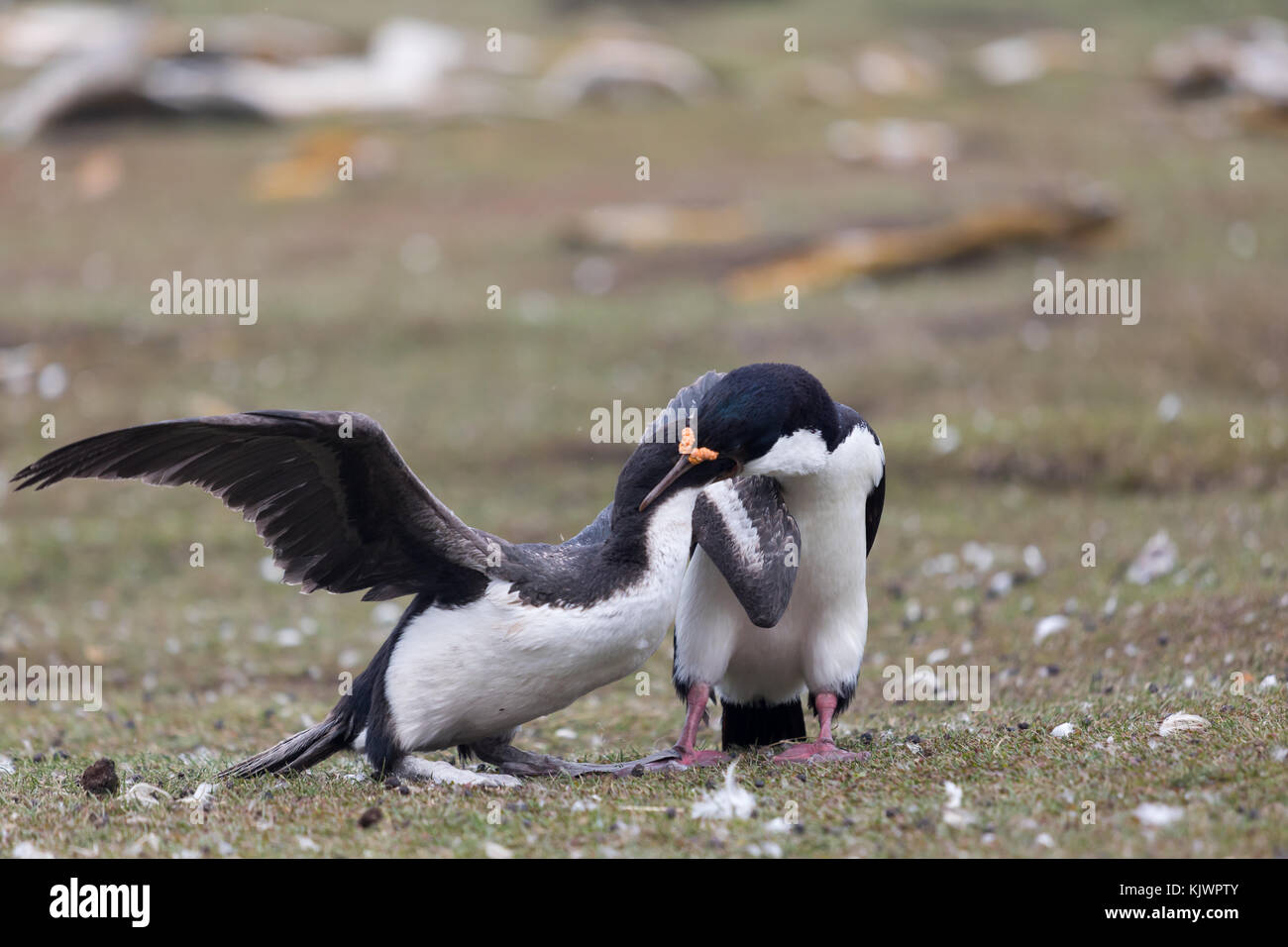 Adult king cormorant feeding chicks Stock Photo - Alamy