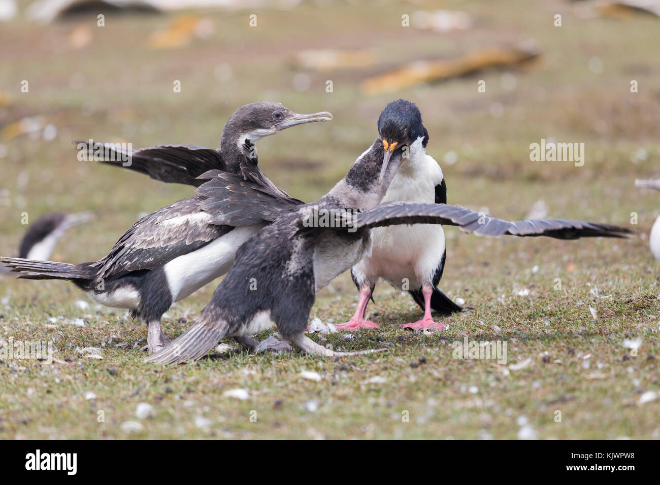 Cormorant and chicks hi-res stock photography and images - Alamy