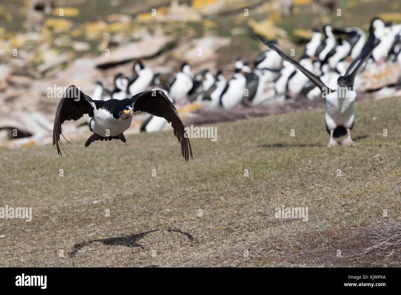 Baby cormorants hi-res stock photography and images - Alamy
