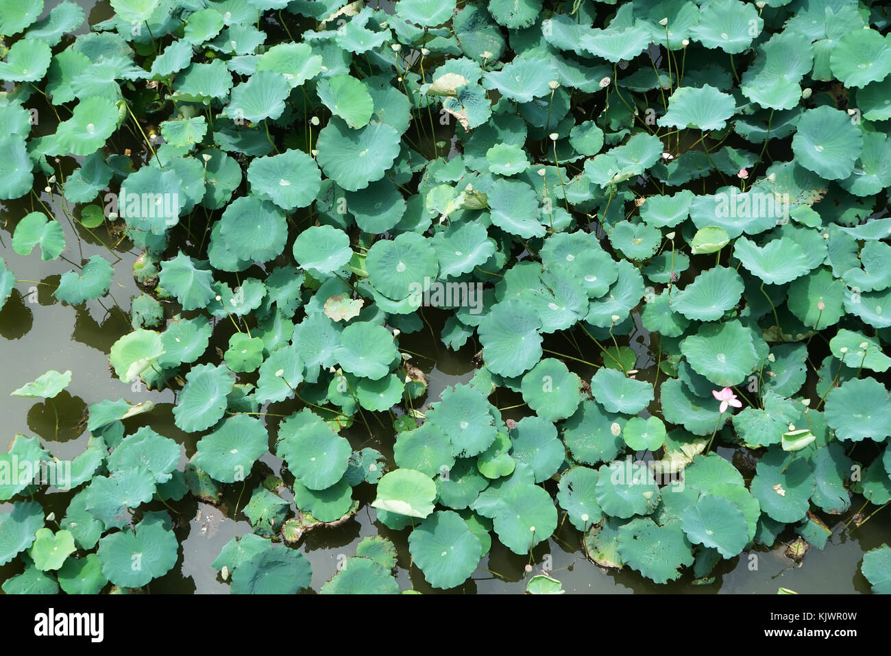 top view lotus leaves pattern at a lake Stock Photo - Alamy
