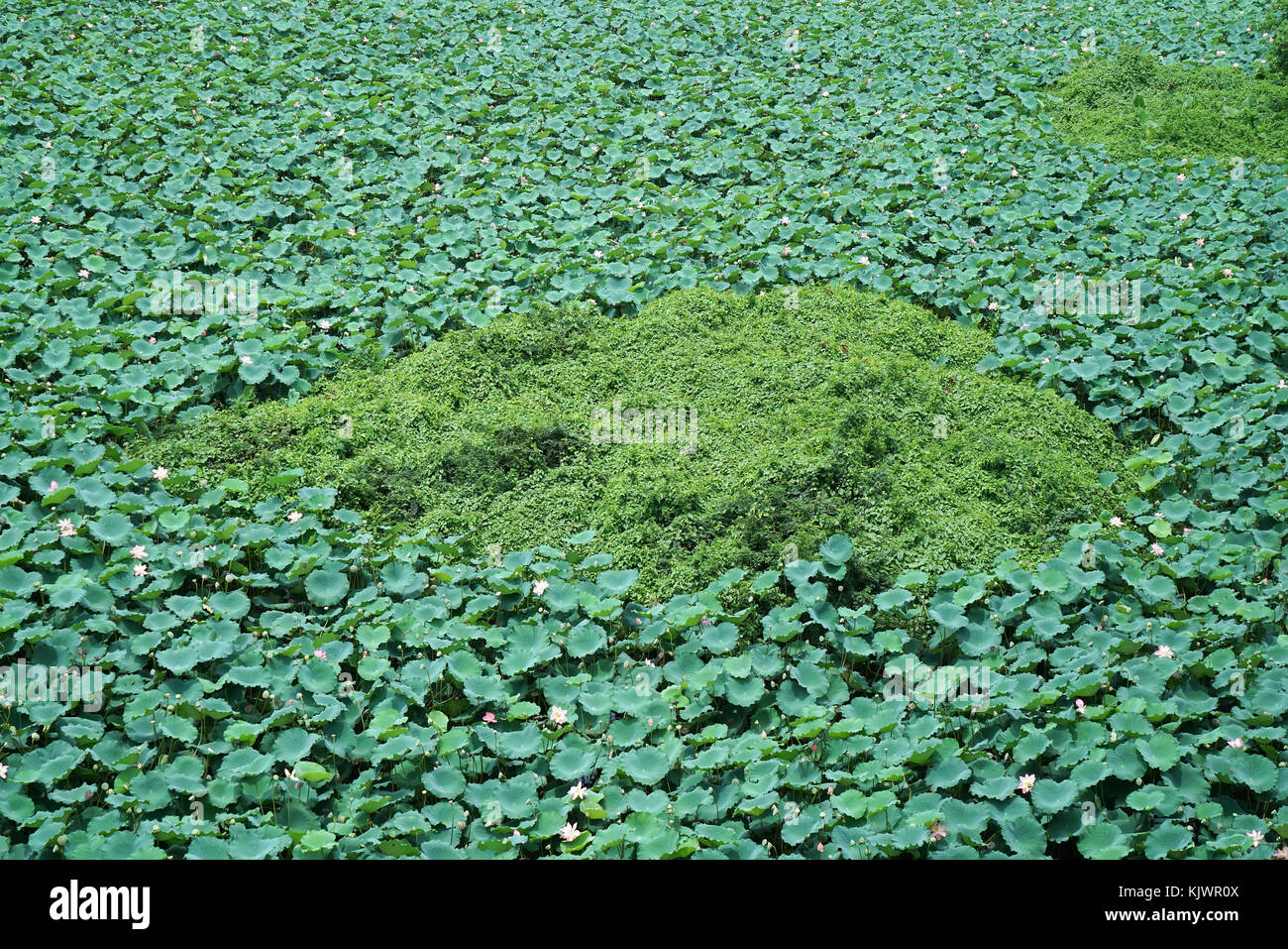 top view lotus leaves pattern at a lake Stock Photo - Alamy