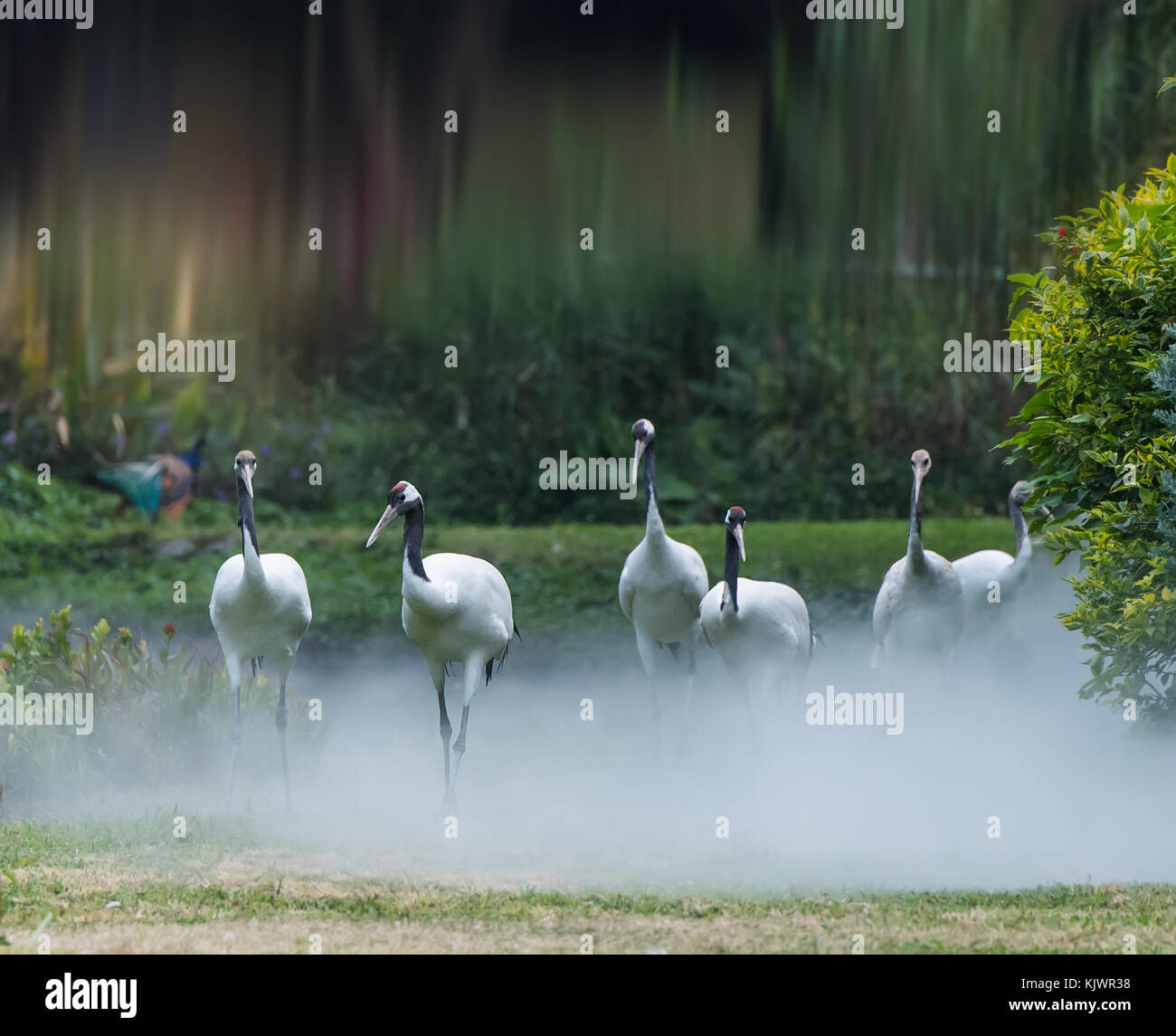 Japanese red crown crane dance hi-res stock photography and images - Alamy