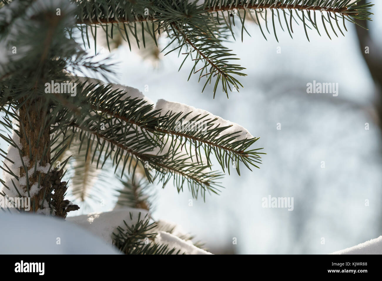 small spruce tree in warm morning after snowfall Stock Photo - Alamy