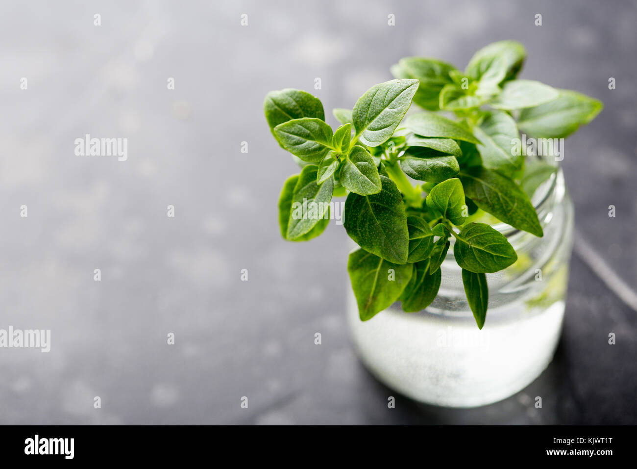 Small bunch of fresh green basil leaves Stock Photo - Alamy