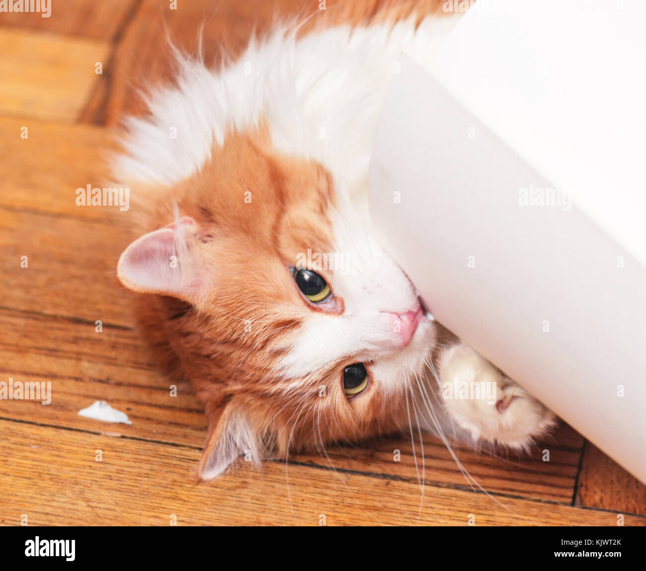 Adult ginger cat biting roll of white drawing paper Stock Photo - Alamy