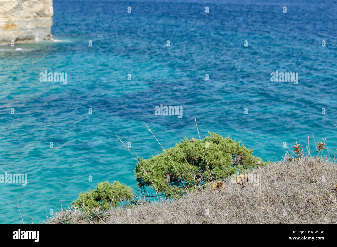 View of the plants of Mediterranean scrub Stock Photo - Alamy