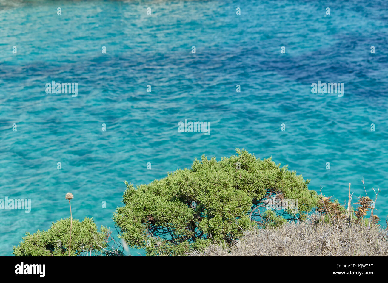View of the vegetation of Mediterranean scrub Stock Photo - Alamy