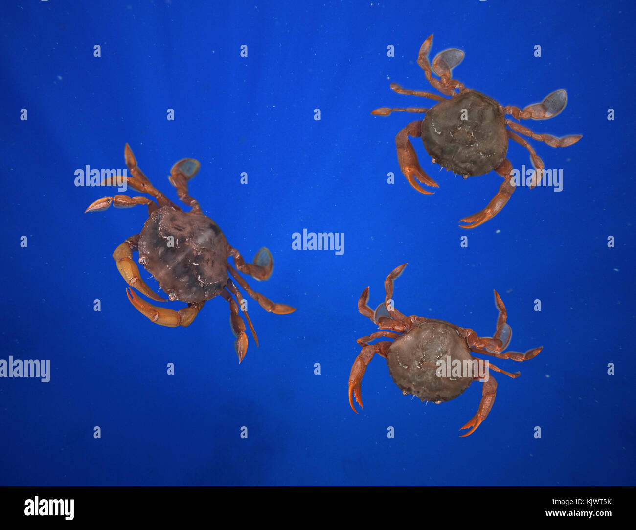 Pelagic Fishing Stock Photos & Pelagic Fishing Stock Images - Alamy