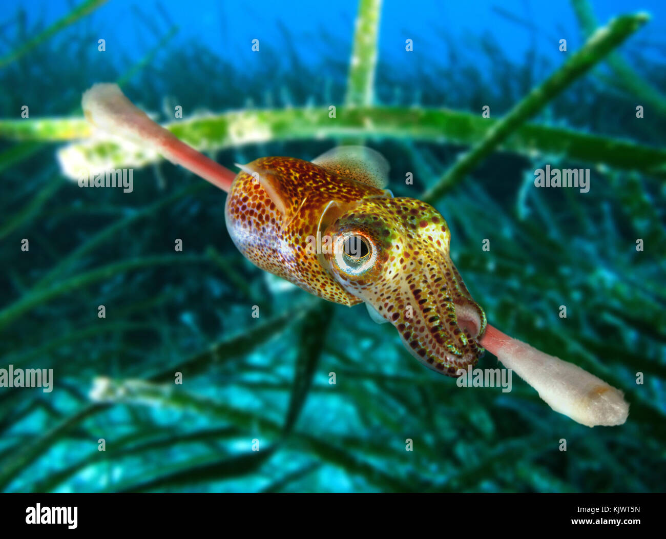 Sepiola High Resolution Stock Photography and Images - Alamy