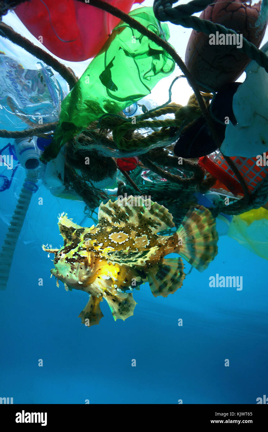 Sargassum Anglerfish High Resolution Stock Photography and Images - Alamy