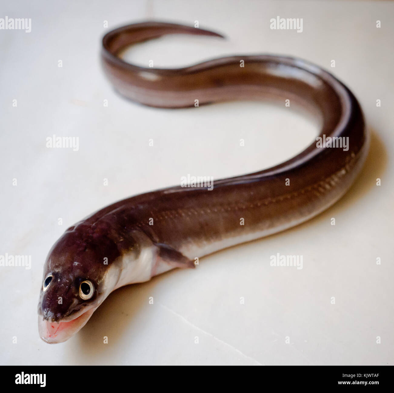 Conger eel hi-res stock photography and images - Alamy