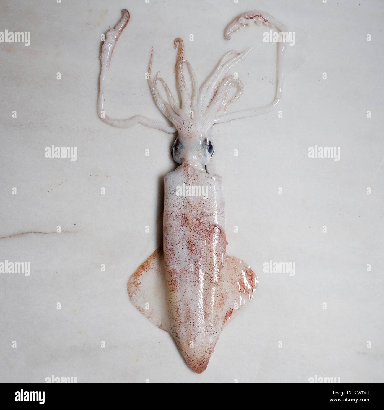 Squid square hi-res stock photography and images - Alamy