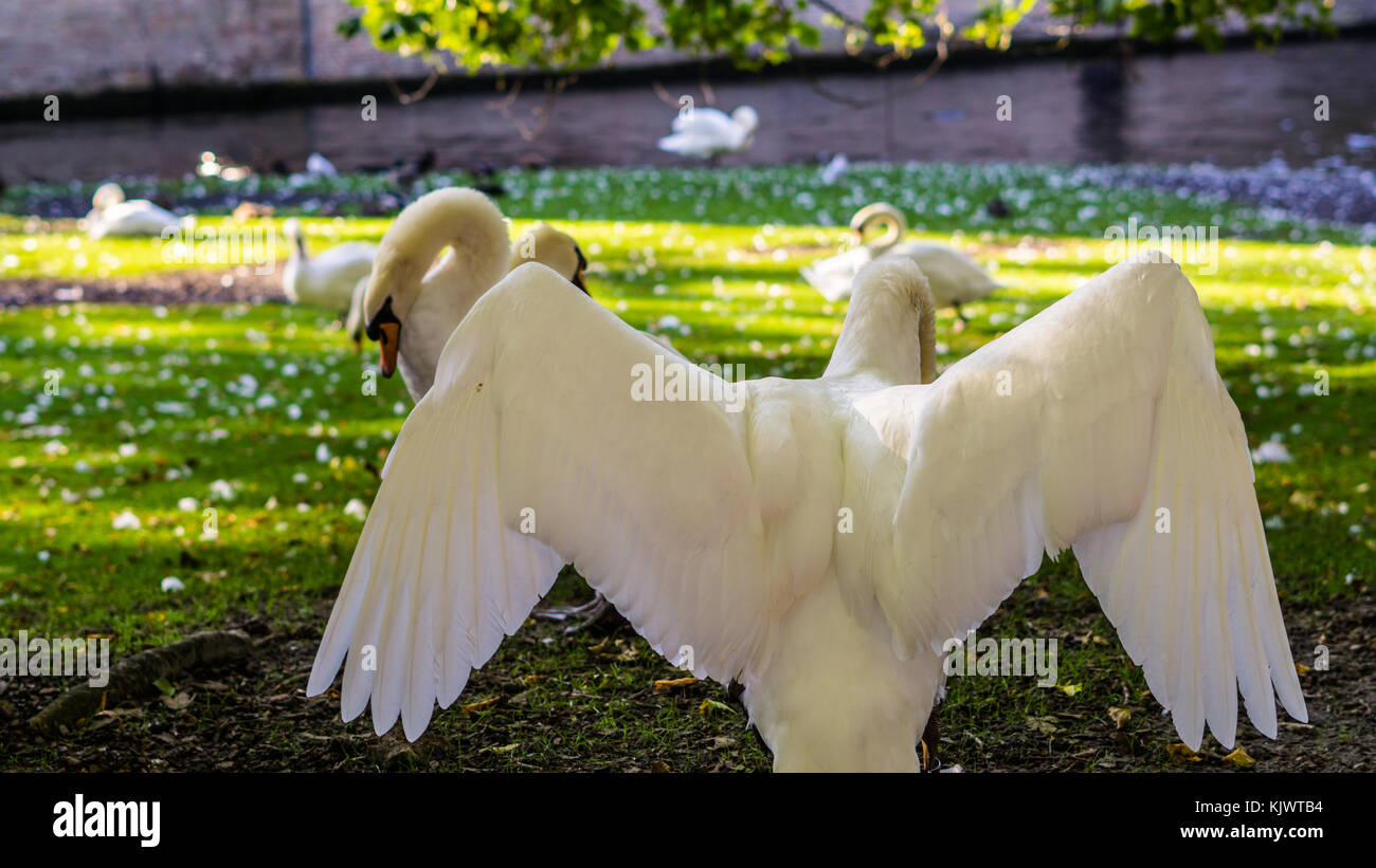 Swan with spread wings which resemble the shape of the letter M Stock ...