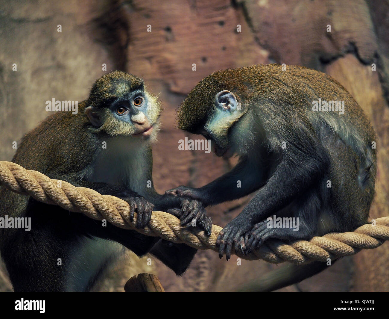 Portrait of Lesser Spot-Nosed Monkey. Primates in the zoo Stock Photo ...