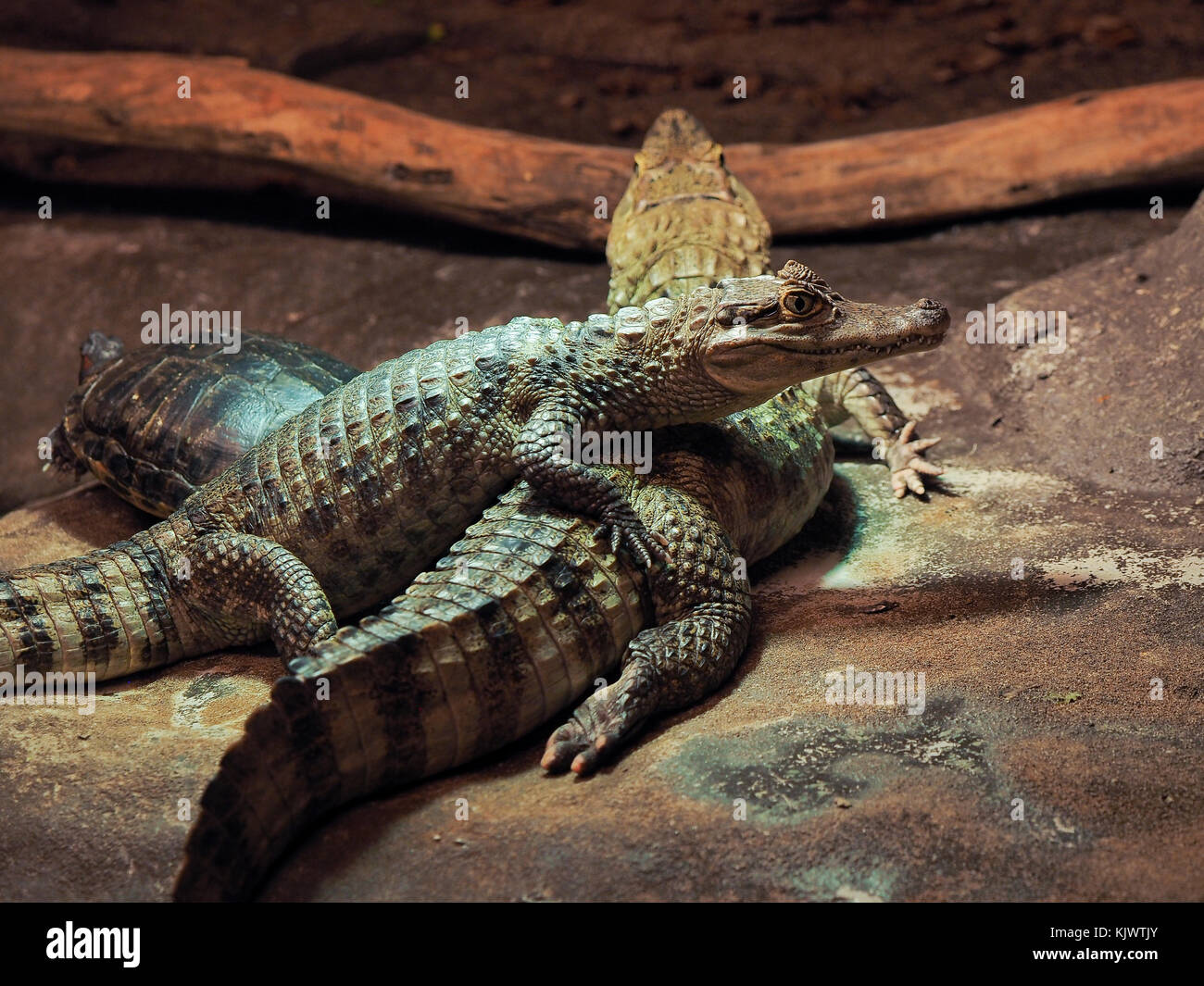 Alligator at the Zoo. Animals sitting on each other Stock Photo - Alamy