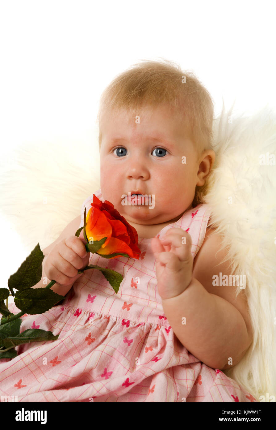 Baby girl holding rose portrait isolated on white Stock Photo - Alamy