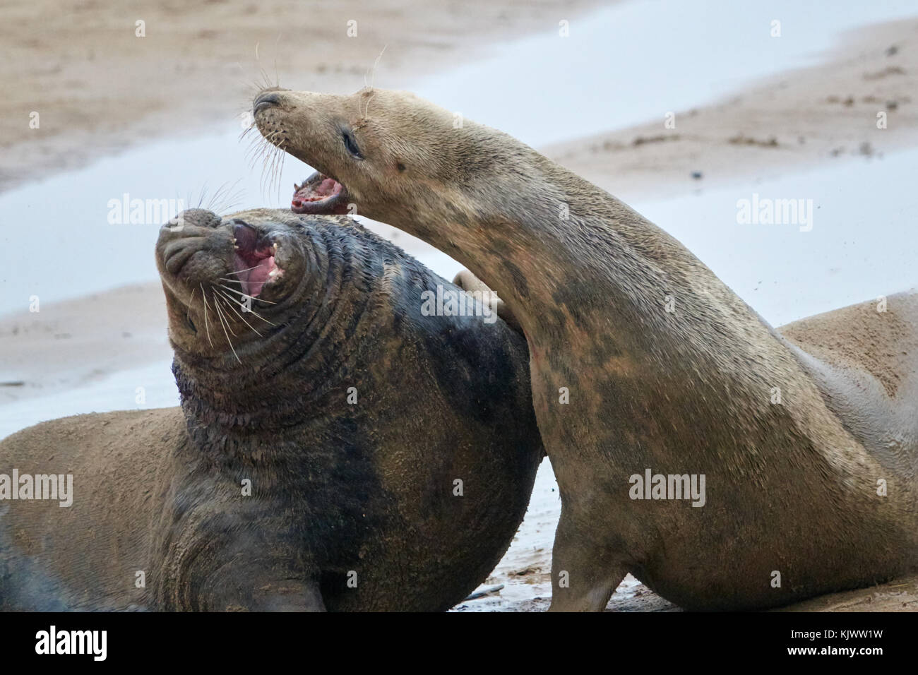 Adult grey seals fighting Stock Photo - Alamy