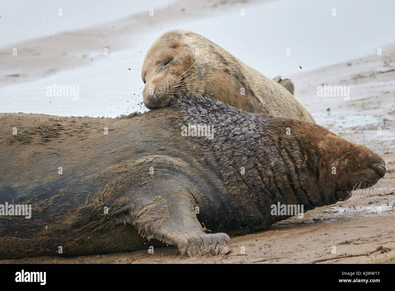 Adult grey seals fighting Stock Photo - Alamy