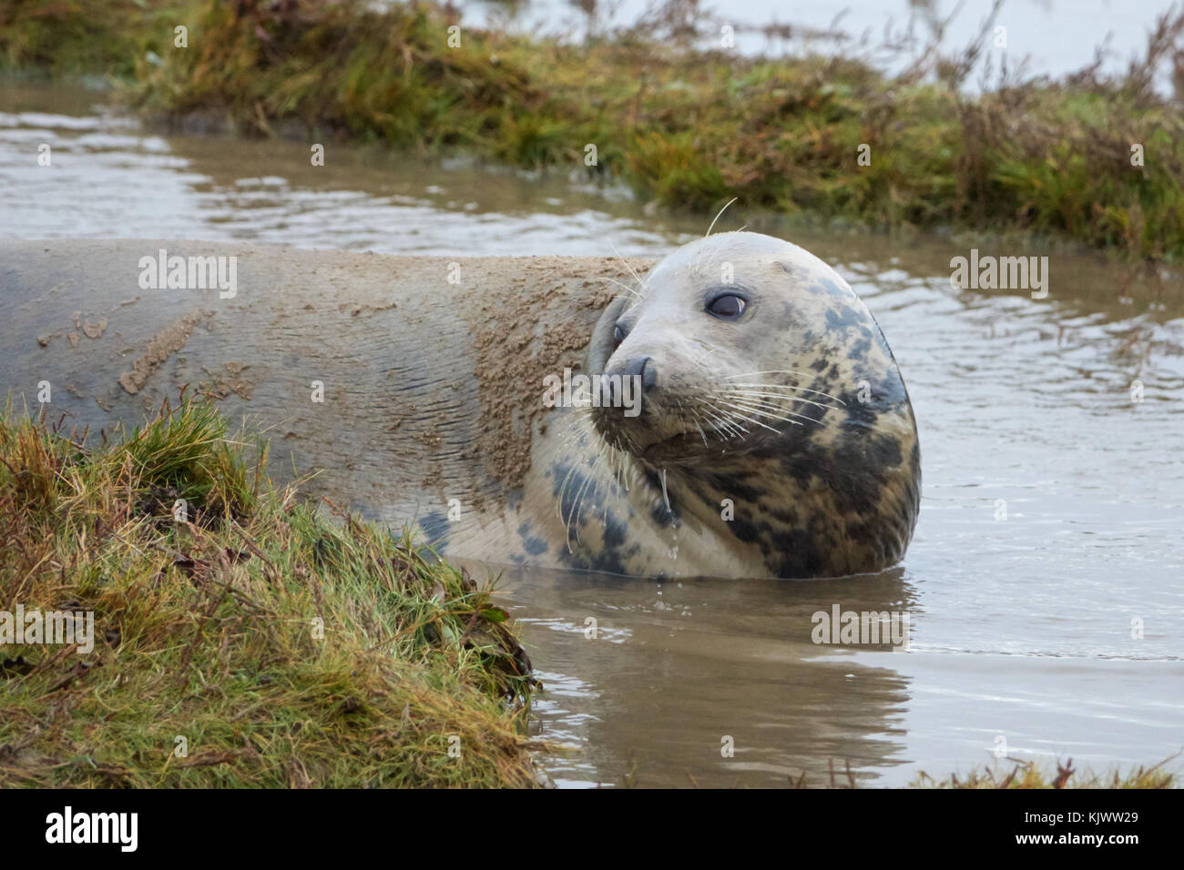 Female Grey Seal Stock Photo - Alamy
