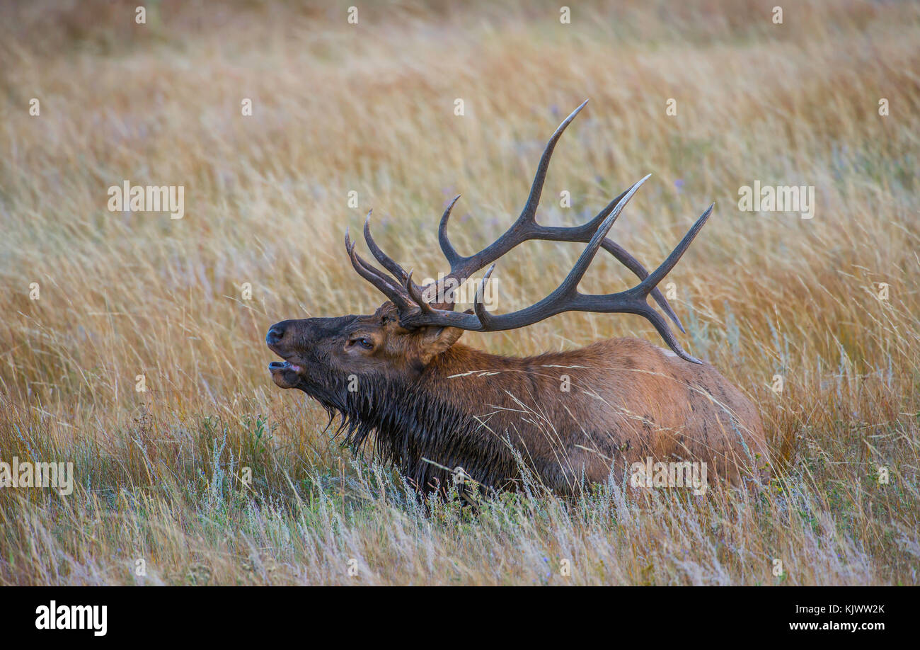 Wapiti, Bull Elk (Cervus canadensis) bugling, Rocky Mountain NP ...