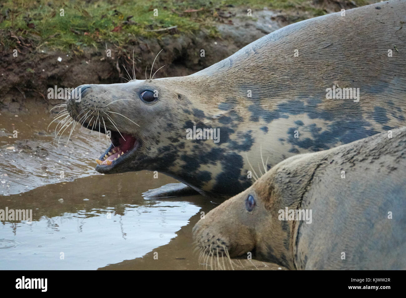 Warning seal hi-res stock photography and images - Alamy