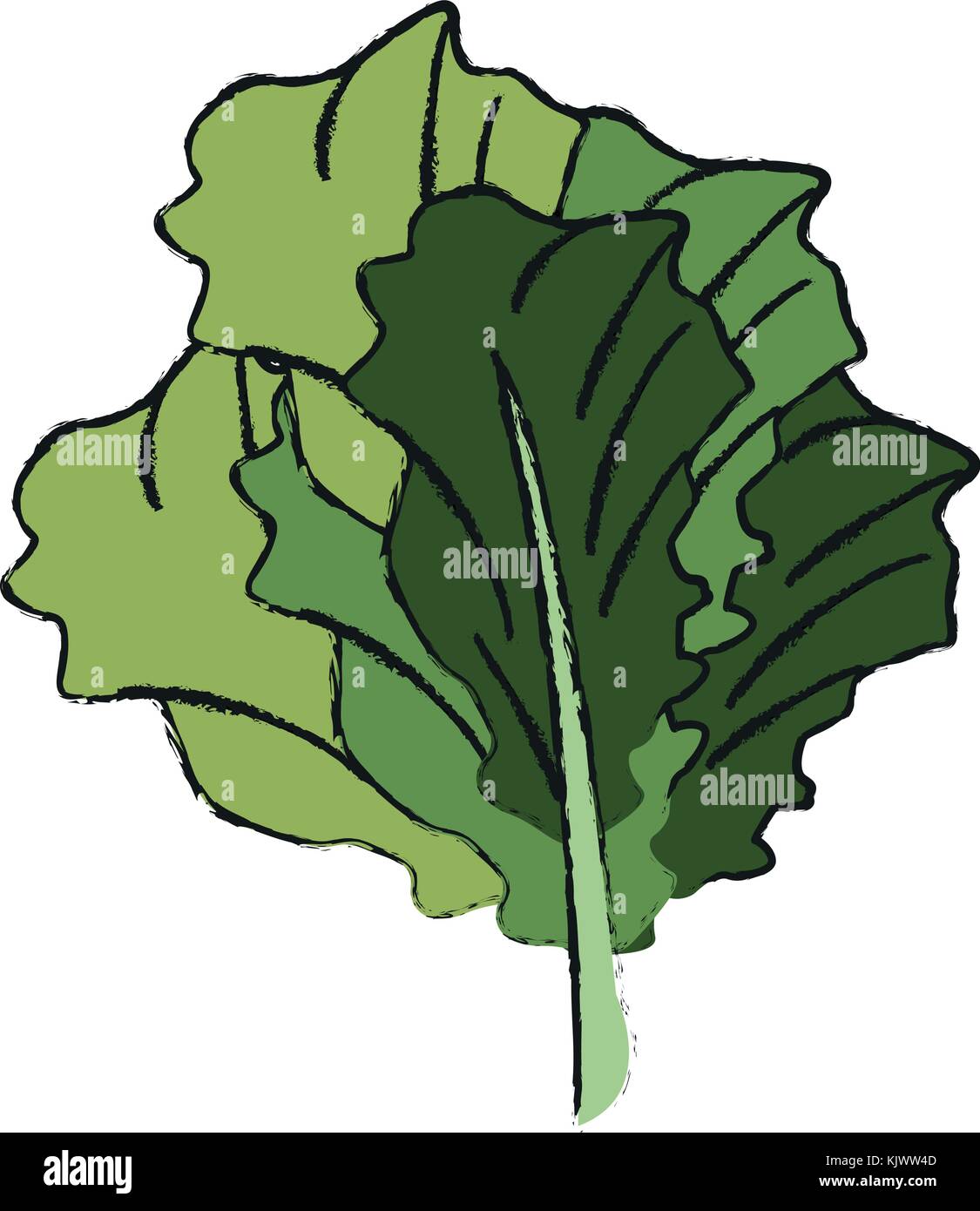 Fresh lettuce vegetable Stock Vector Image & Art - Alamy