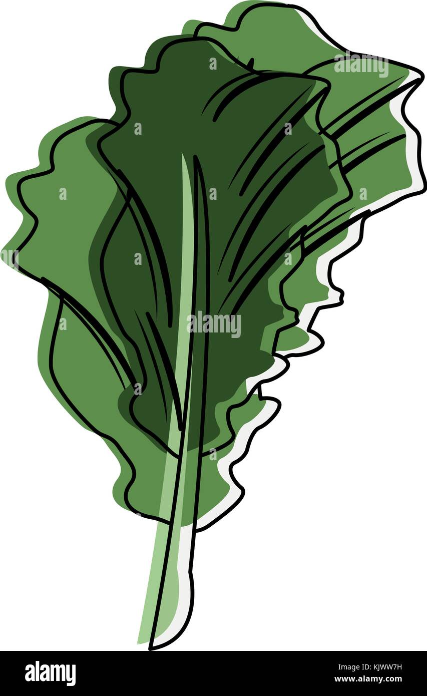 Fresh lettuce vegetable Stock Vector Image & Art - Alamy