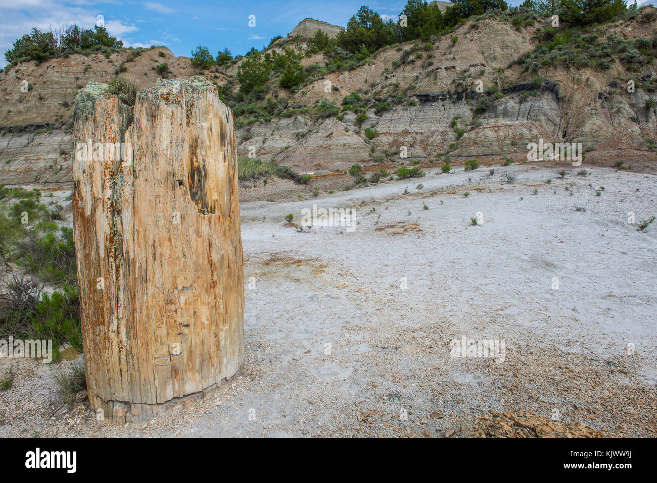 Standing petrified tree hi-res stock photography and images - Alamy