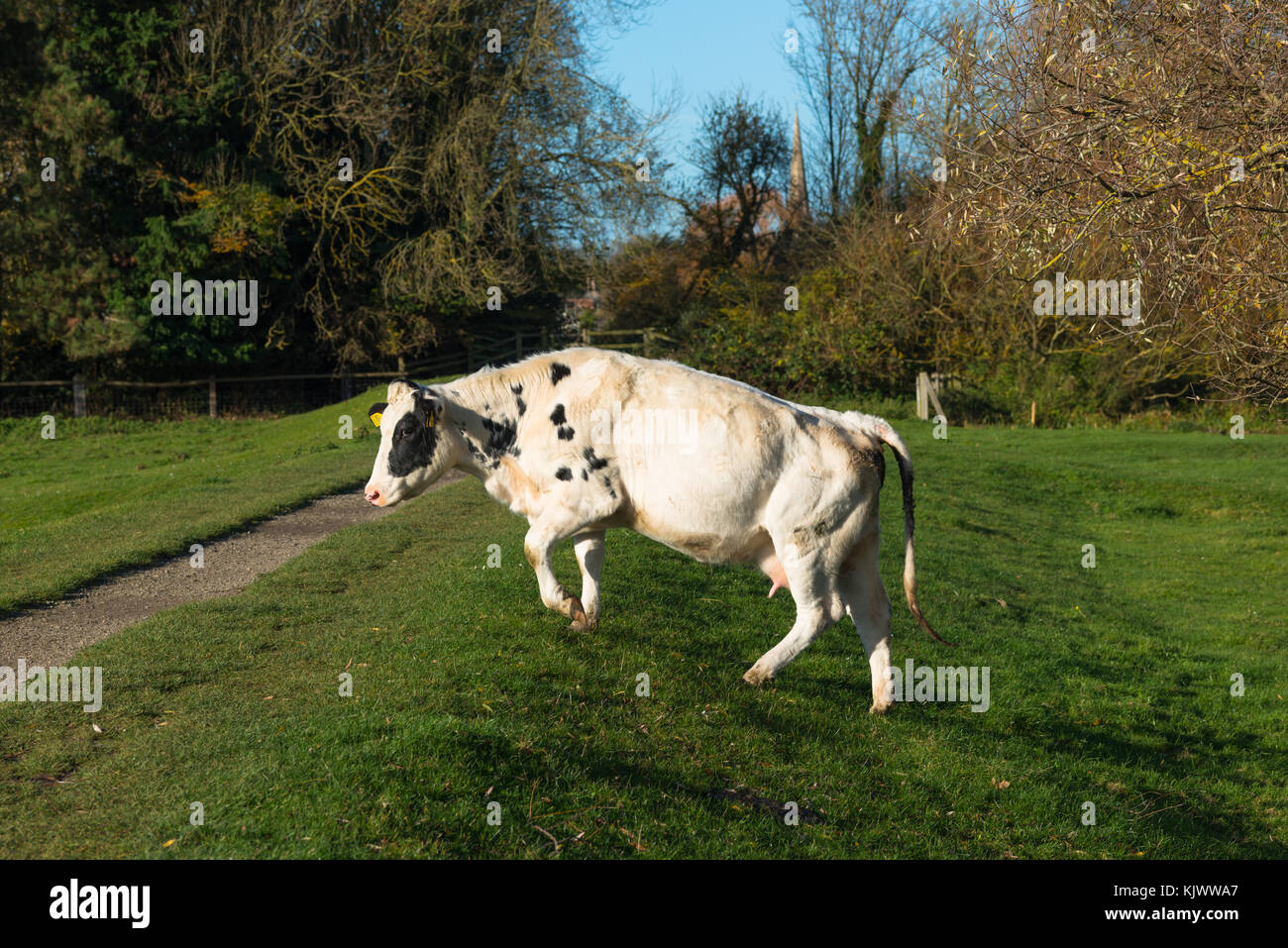 Dairy cow side view hi-res stock photography and images - Alamy