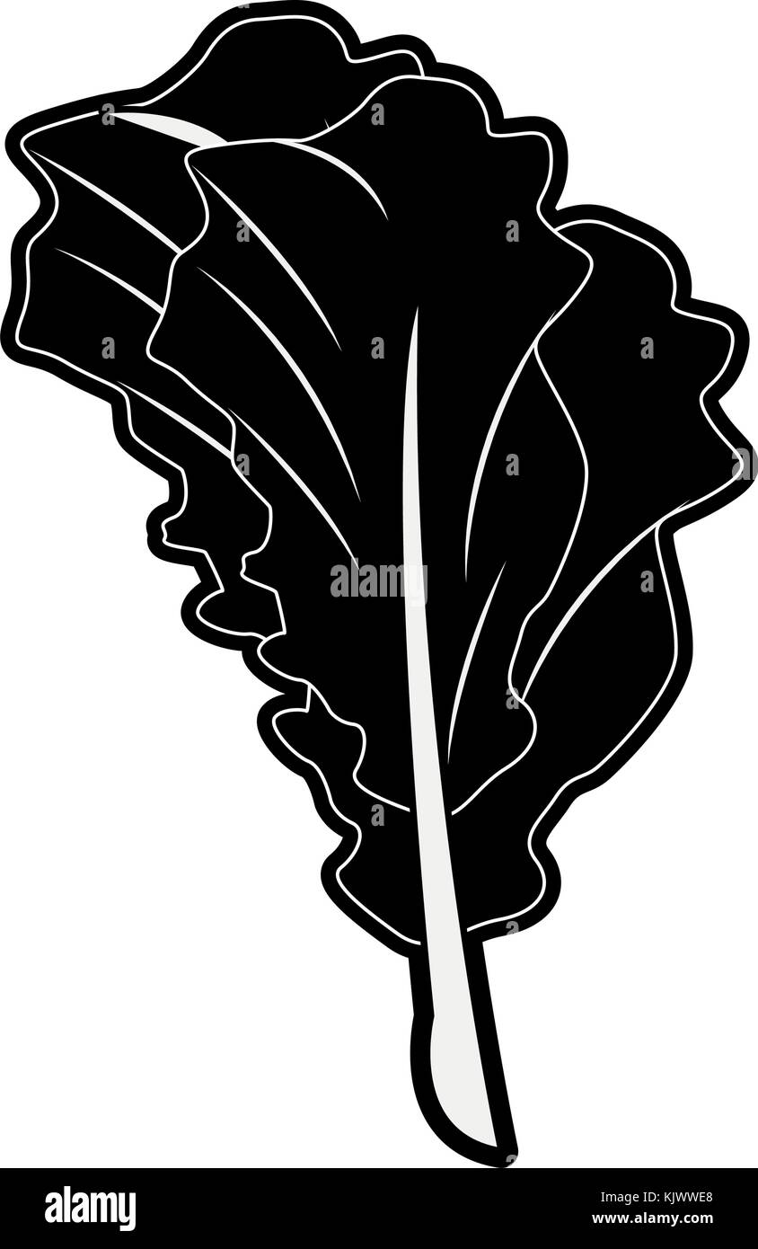 Fresh lettuce vegetable Stock Vector Image & Art - Alamy