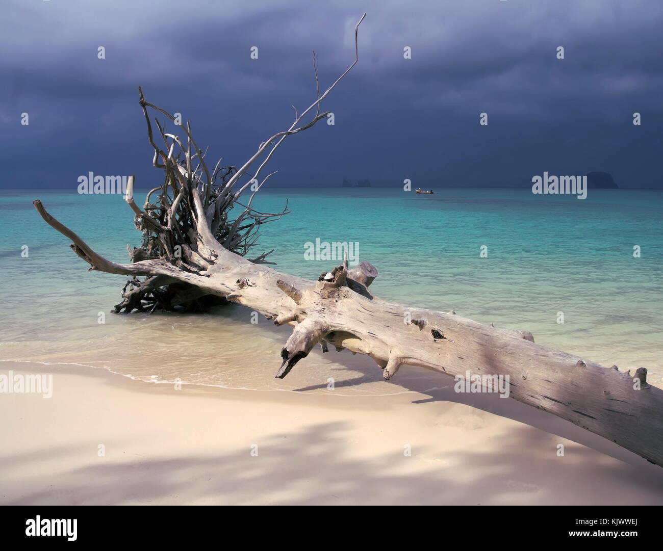 Old tree lying down on a beach in Thailand, on a stormy day Stock Photo ...