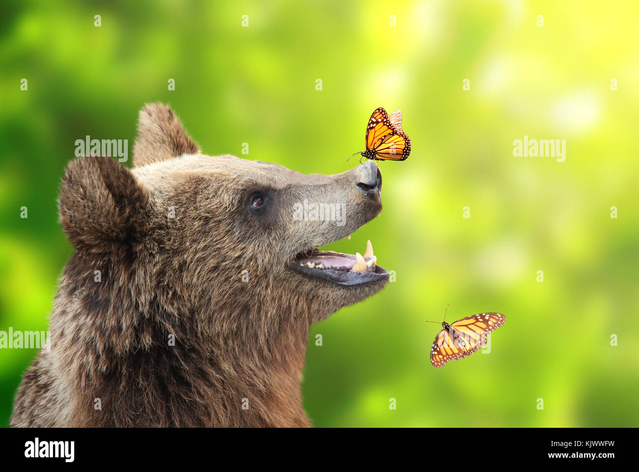 Cheerful brown bear (Ursus arctos) with monarch butterfly sitting on ...