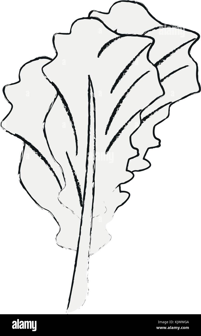 Draw lettuce vegetable nutrition hi-res stock photography and images ...