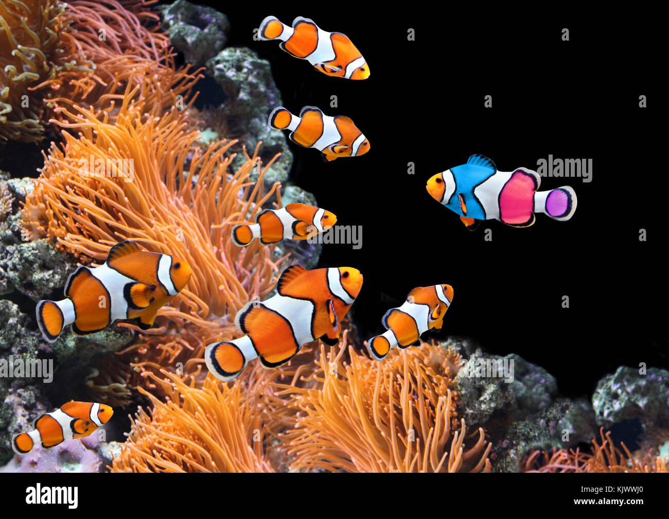 Concept - to be yourself, to be unique. A flock of standard clownfish ...