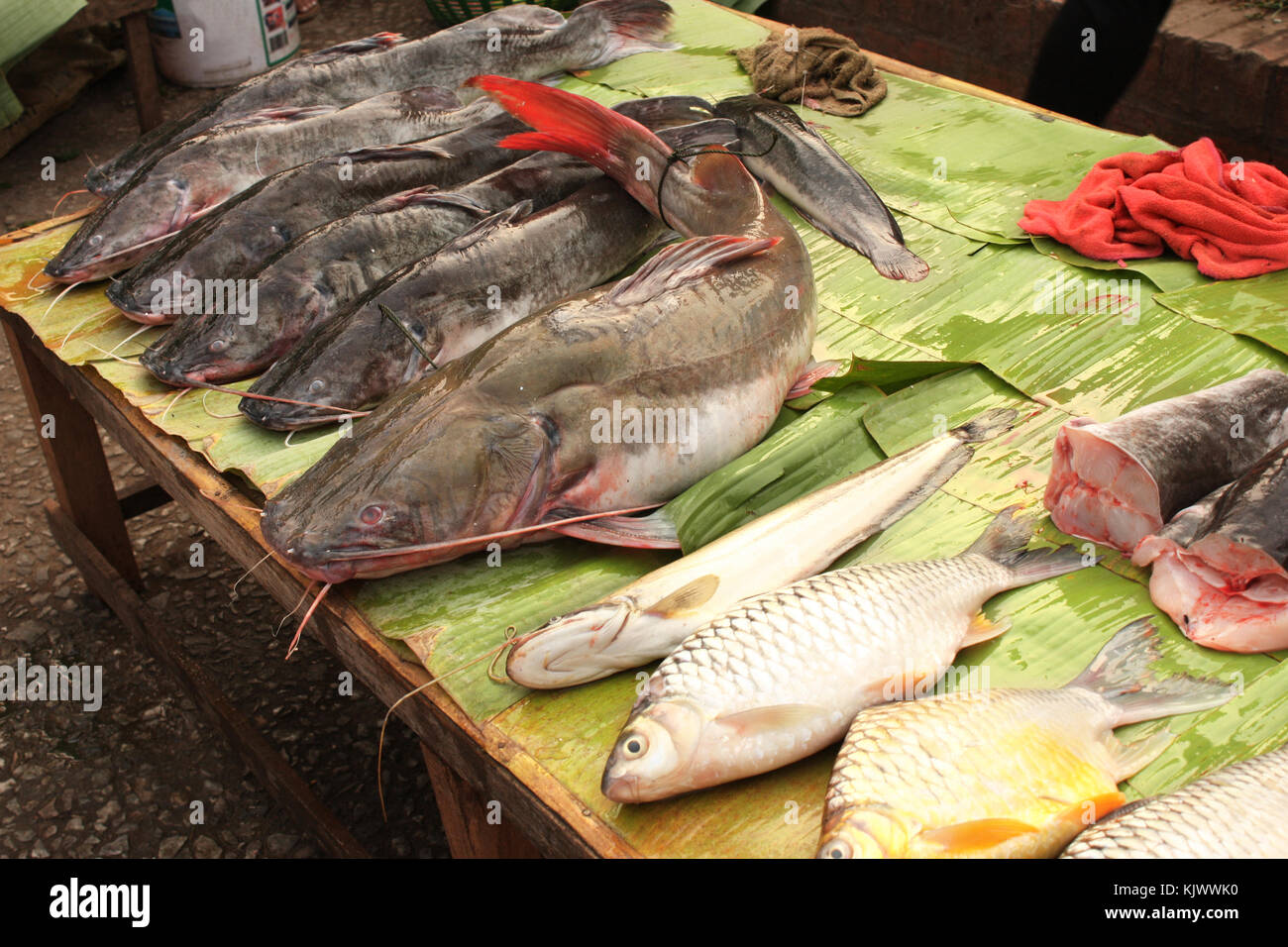Freshly caught catfish on palm leaf in a morning fish market, Luang ...