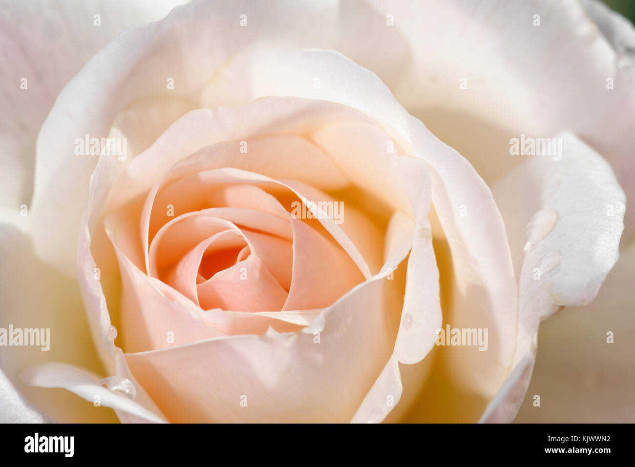Marie luise hi-res stock photography and images - Alamy