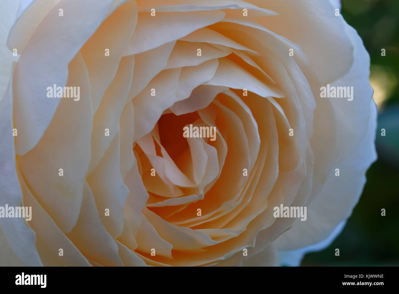 This rose with the name 'Rose-Marie' was introduced in 2003 by David ...
