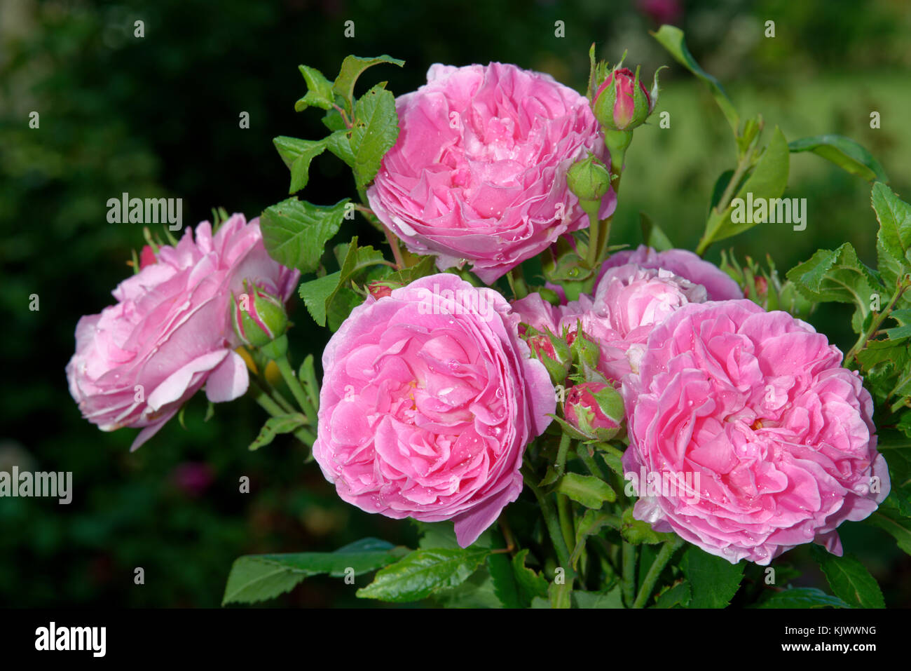 Madame louise odier hi-res stock photography and images - Alamy