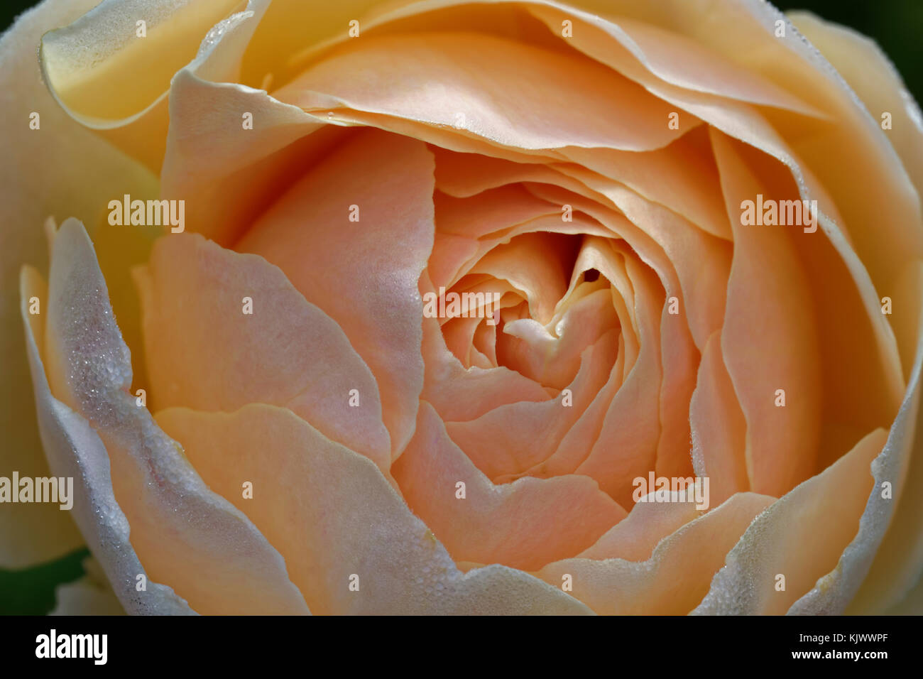 Old english shrub rose hi-res stock photography and images - Alamy