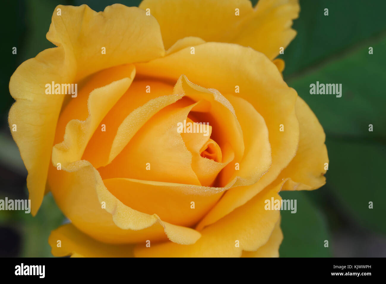 Anika is a golden-yellow hybrid tea rose with a double, borne mostly ...
