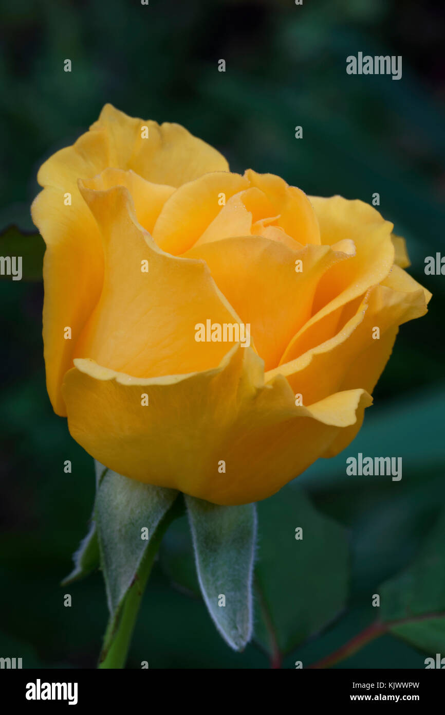 Anika is a golden-yellow hybrid tea rose with a double, borne mostly ...