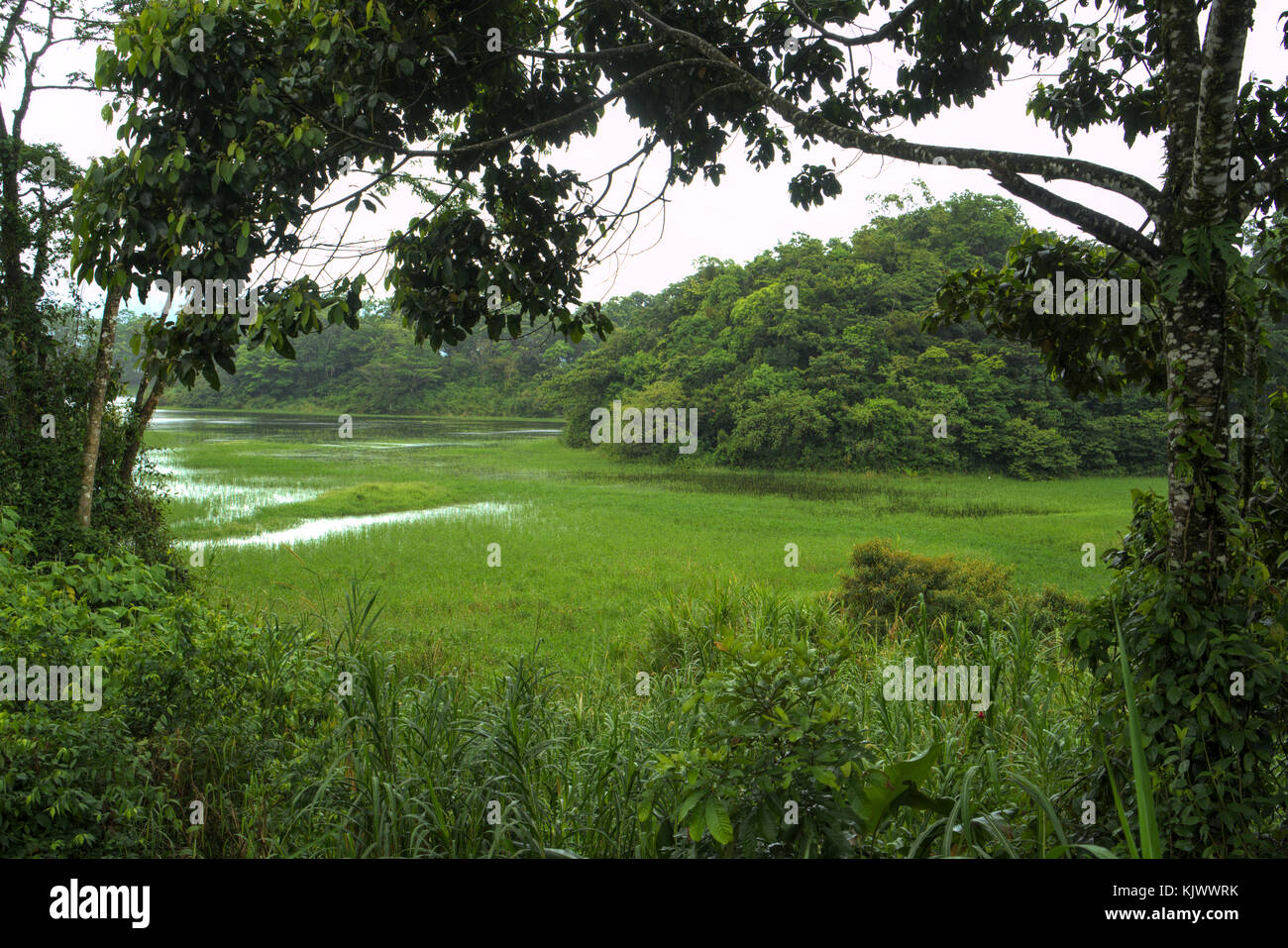 The shores of lake Arenal in Costa Rica are fully covered with dense ...