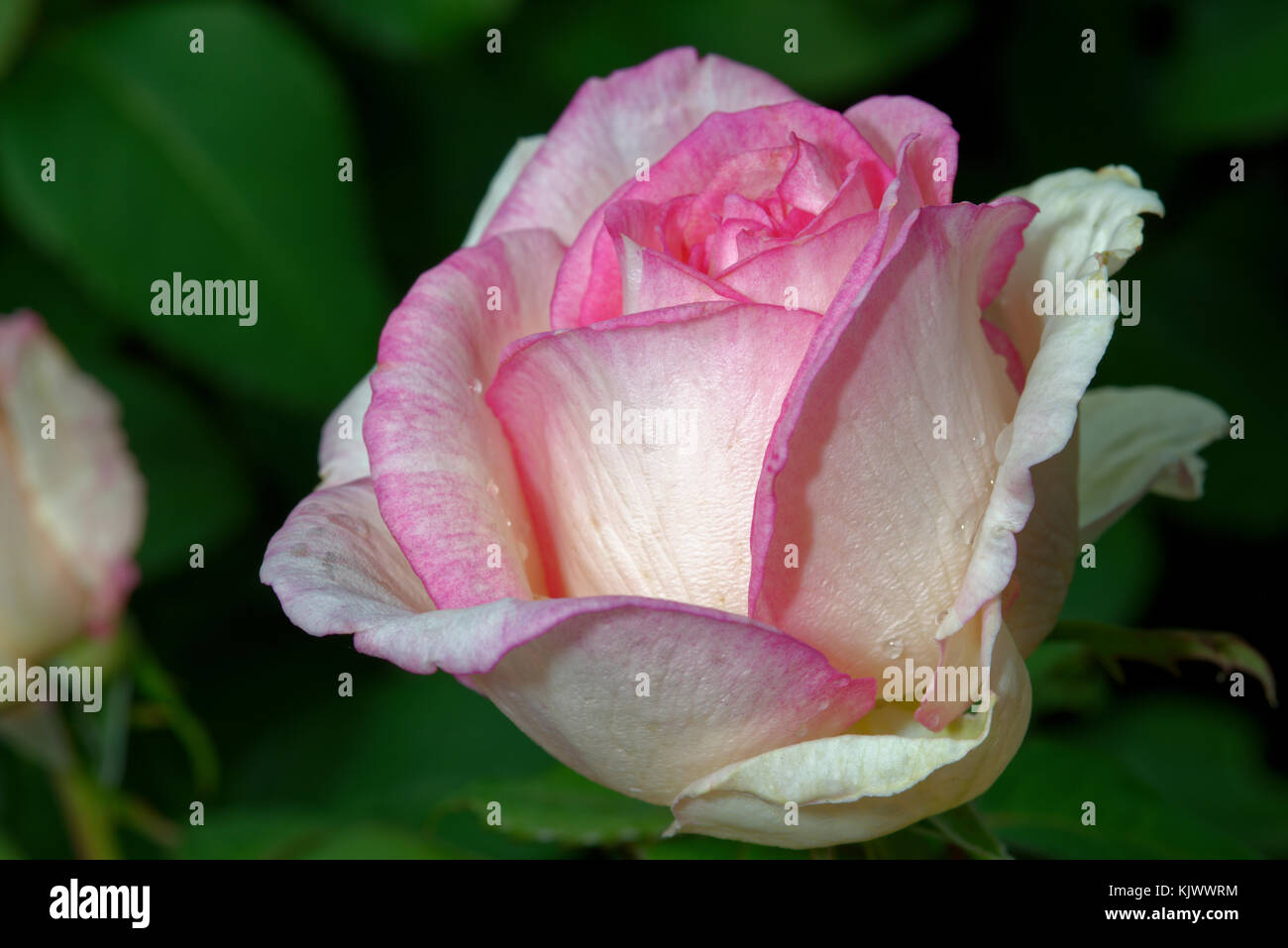 Tim Hermann Kordes is the breeder of this beautiful rose, which is ...