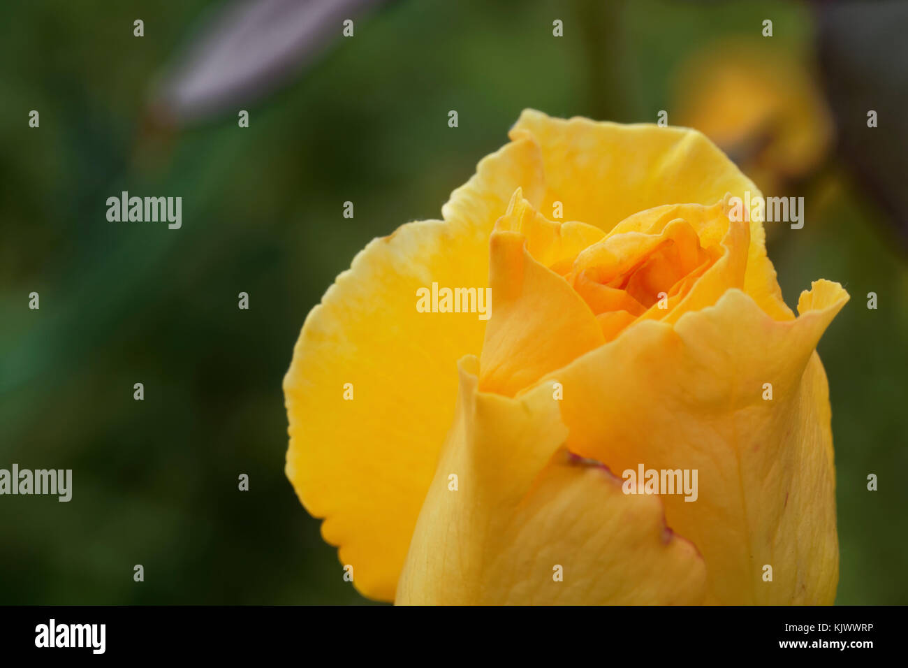 Anika is a golden-yellow hybrid tea rose with a double, borne mostly ...