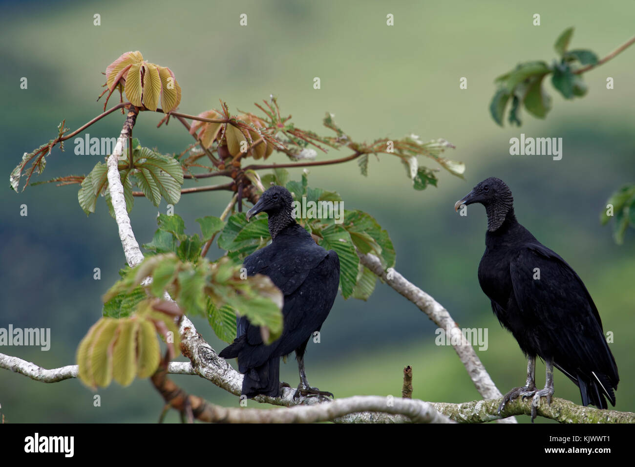 Two black vultures (Coragyps atratus) sit on a branch and observe the ...