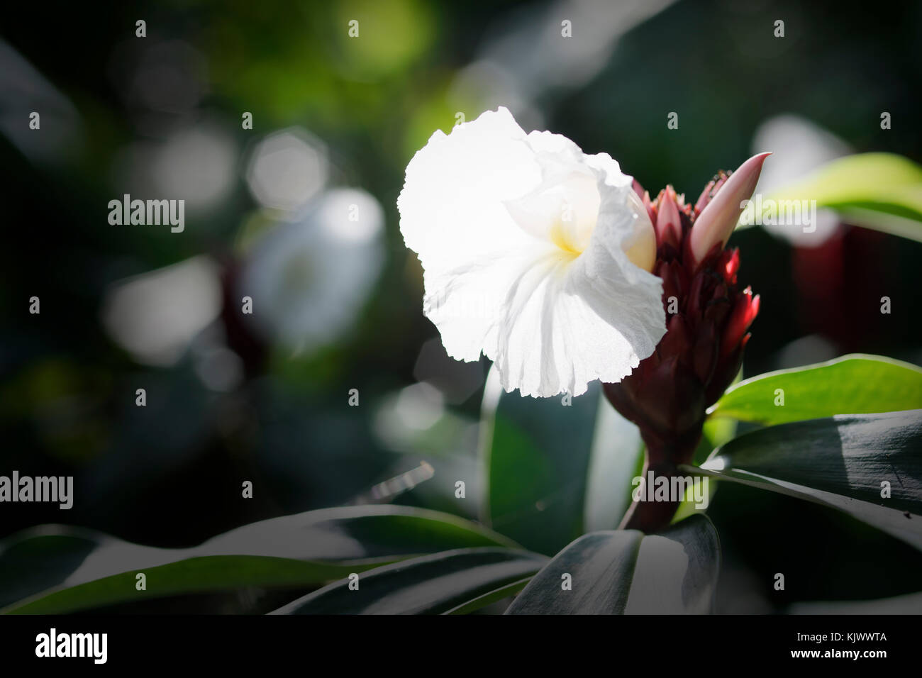 A flowering ginger, which is native in Asia. But this flower grows in ...