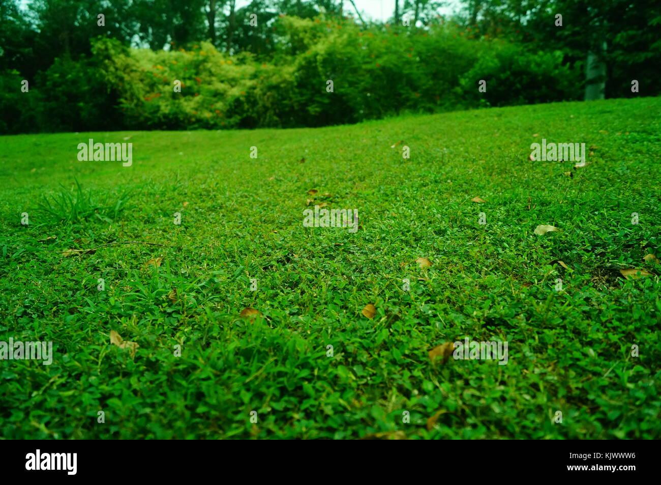 Wide green lawn, quiet, beautiful Stock Photo - Alamy