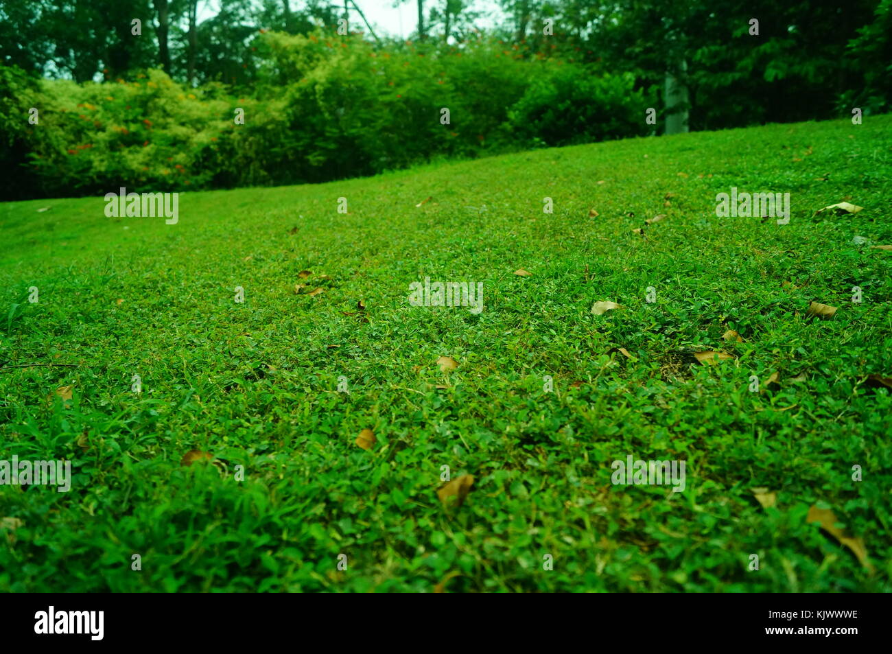 Wide green lawn, quiet, beautiful Stock Photo - Alamy