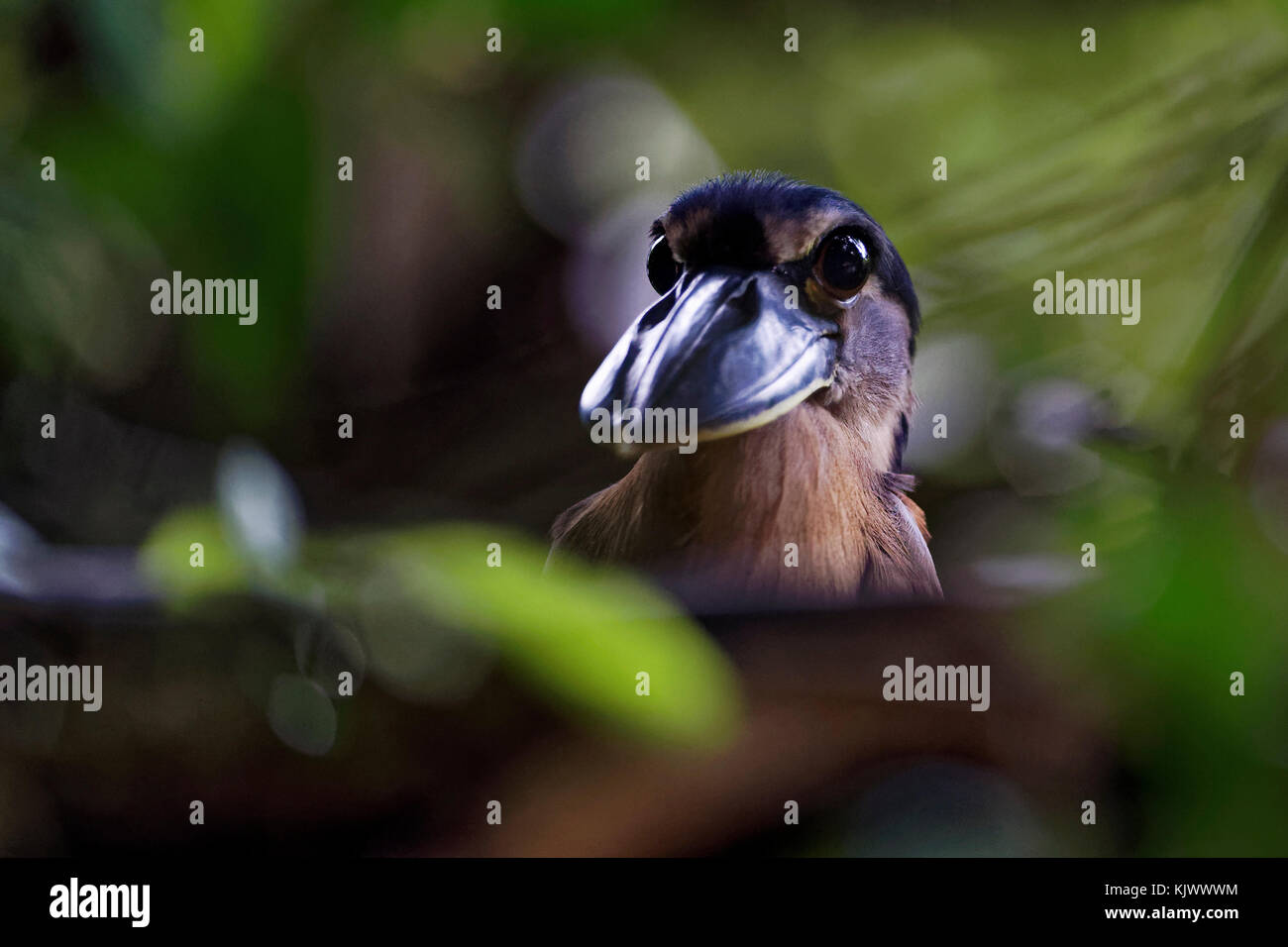 Heron like bird hi-res stock photography and images - Alamy