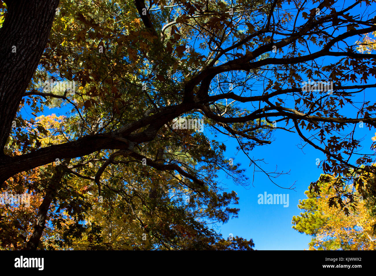Tree in the shadows Stock Photo - Alamy